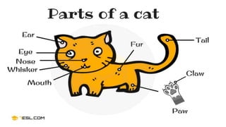 Animal parts of the body (2) | PPTX