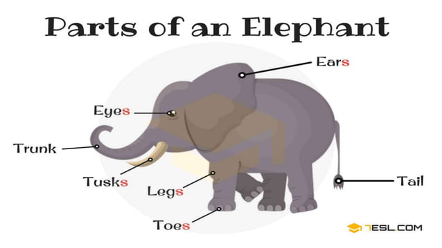 Animal parts of the body (2) | PPTX | Cats | Pets