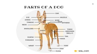 Animal parts of the body (2) | PPTX