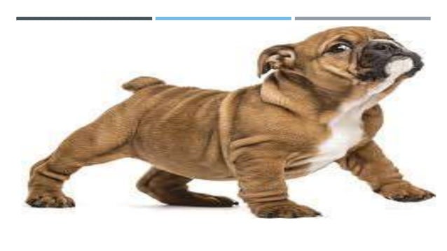 Animal parts of the body (2) | PPTX | Cats | Pets