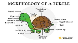 Animal parts of the body (2) | PPTX