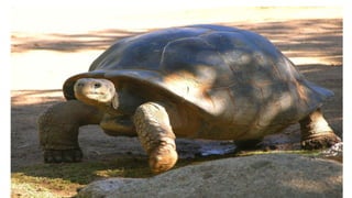 Animal parts of the body (2) | PPTX | Cats | Pets