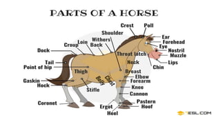 Animal parts of the body (2) | PPTX