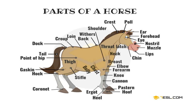 Animal parts of the body (2) | PPTX | Cats | Pets