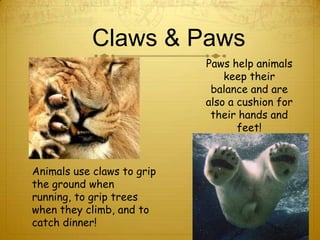 What Are The Parts Of Animals And Their Functions | Reviewmotors.co