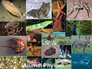 Animal phylum | PPT