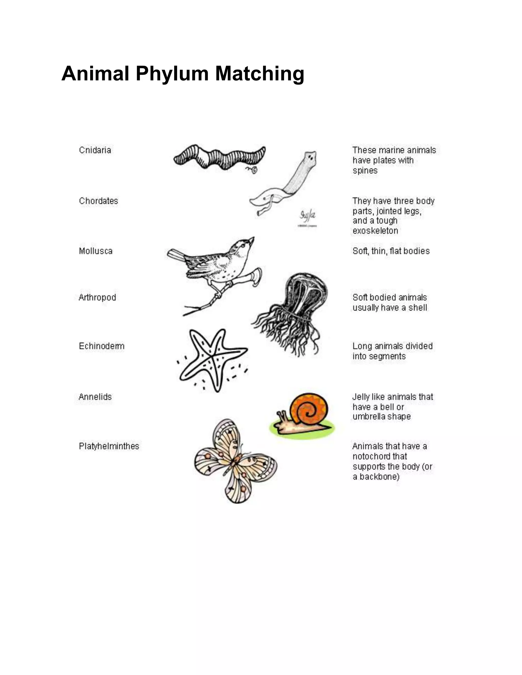 Animal phylum matching | DOCX