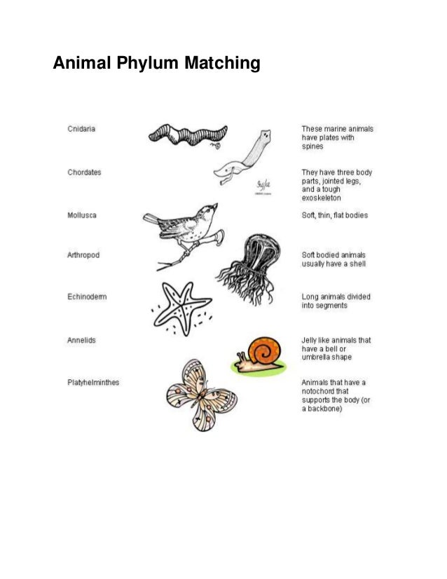 Animal phylum matching