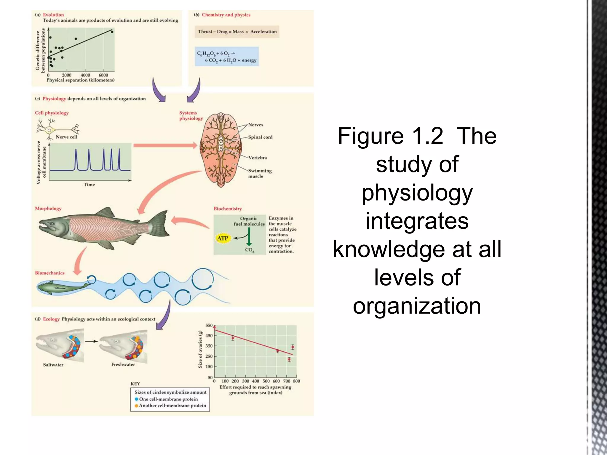 Animal Physiology chapter 1 | PPTX