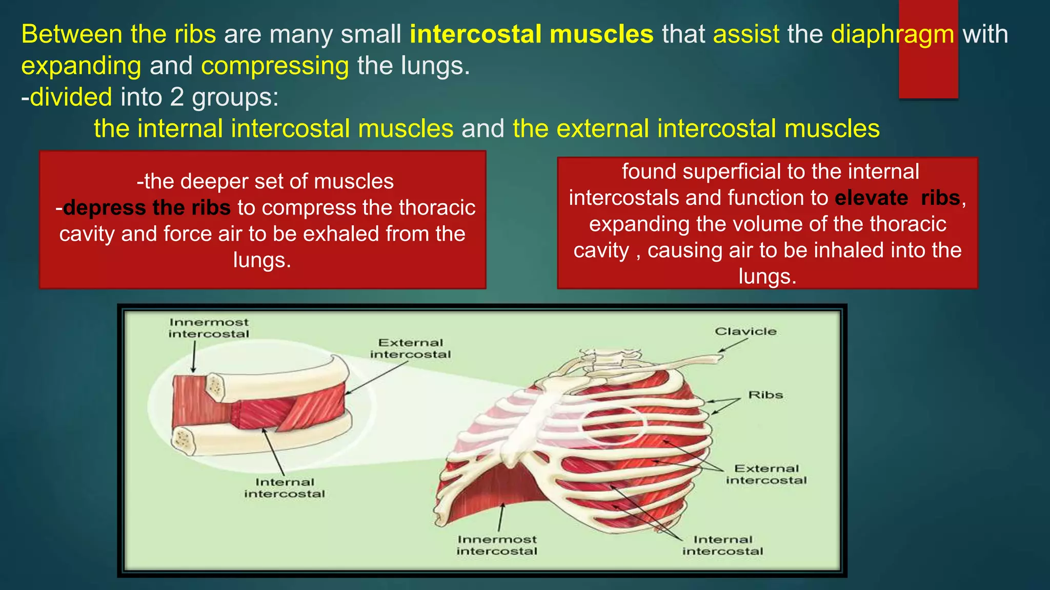 Animal physiology(Respiration) | PPTX