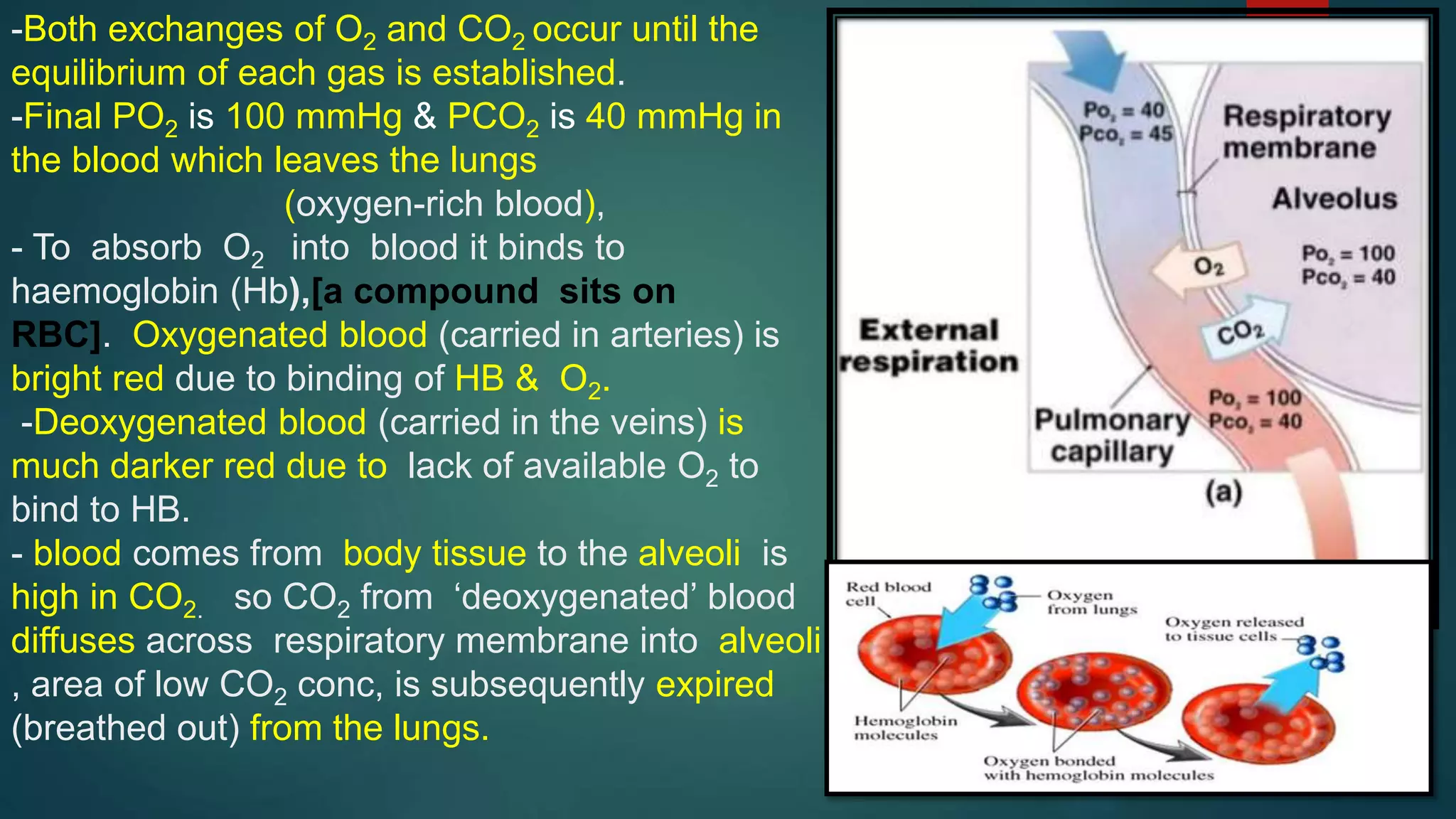 Animal physiology(Respiration) | PPTX