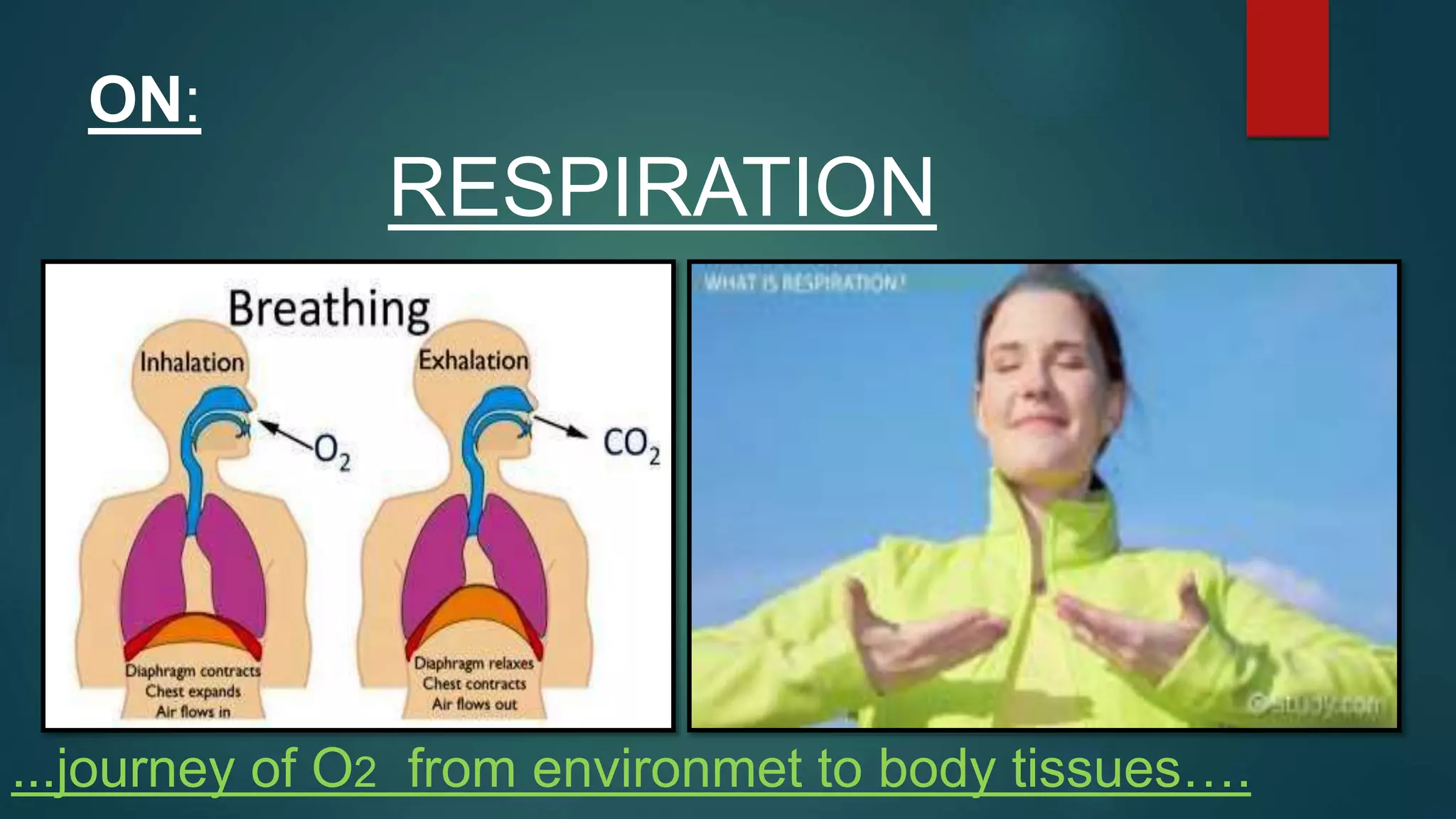 Animal physiology(Respiration) | PPTX