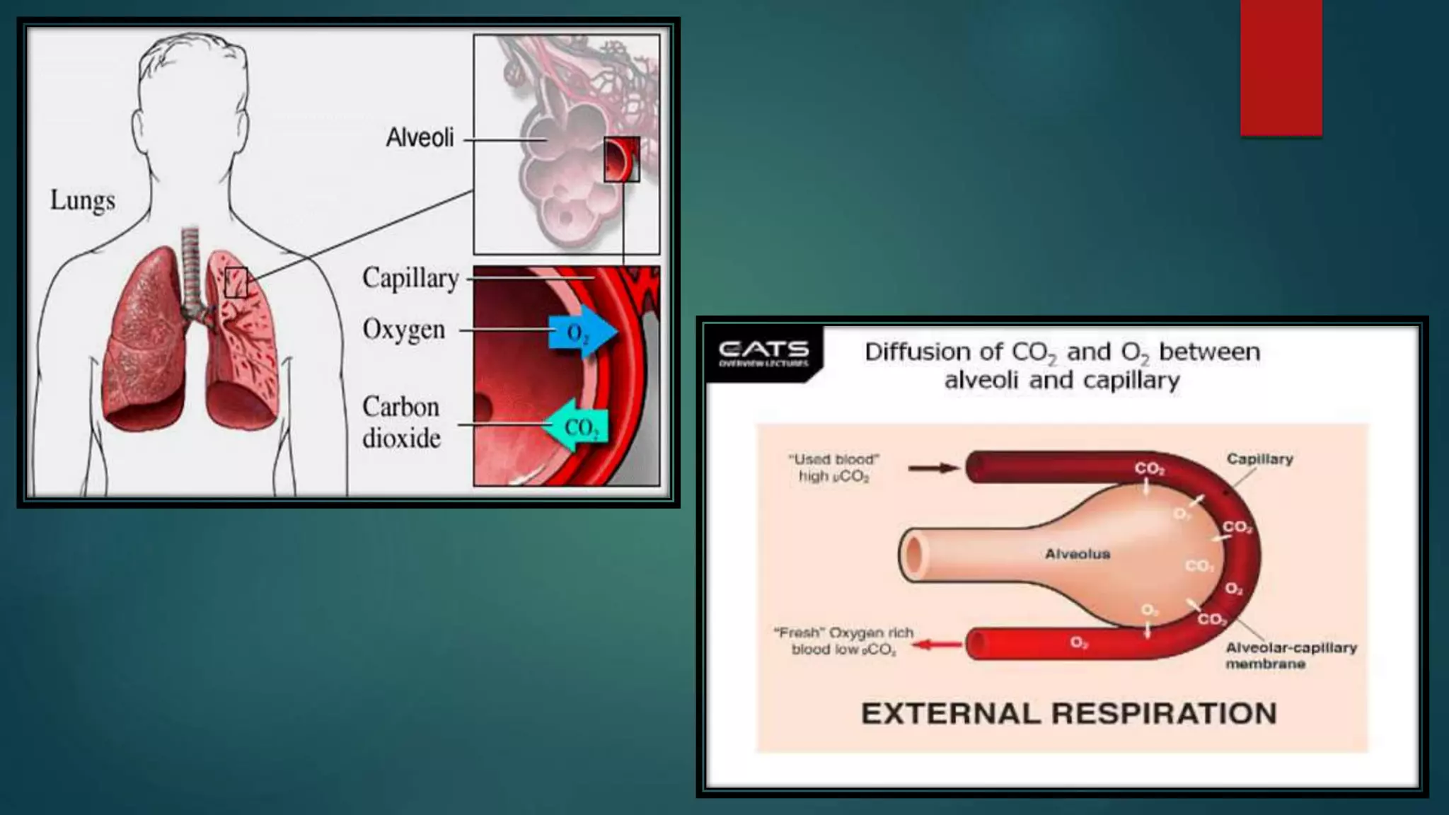 Animal physiology(Respiration) | PPTX