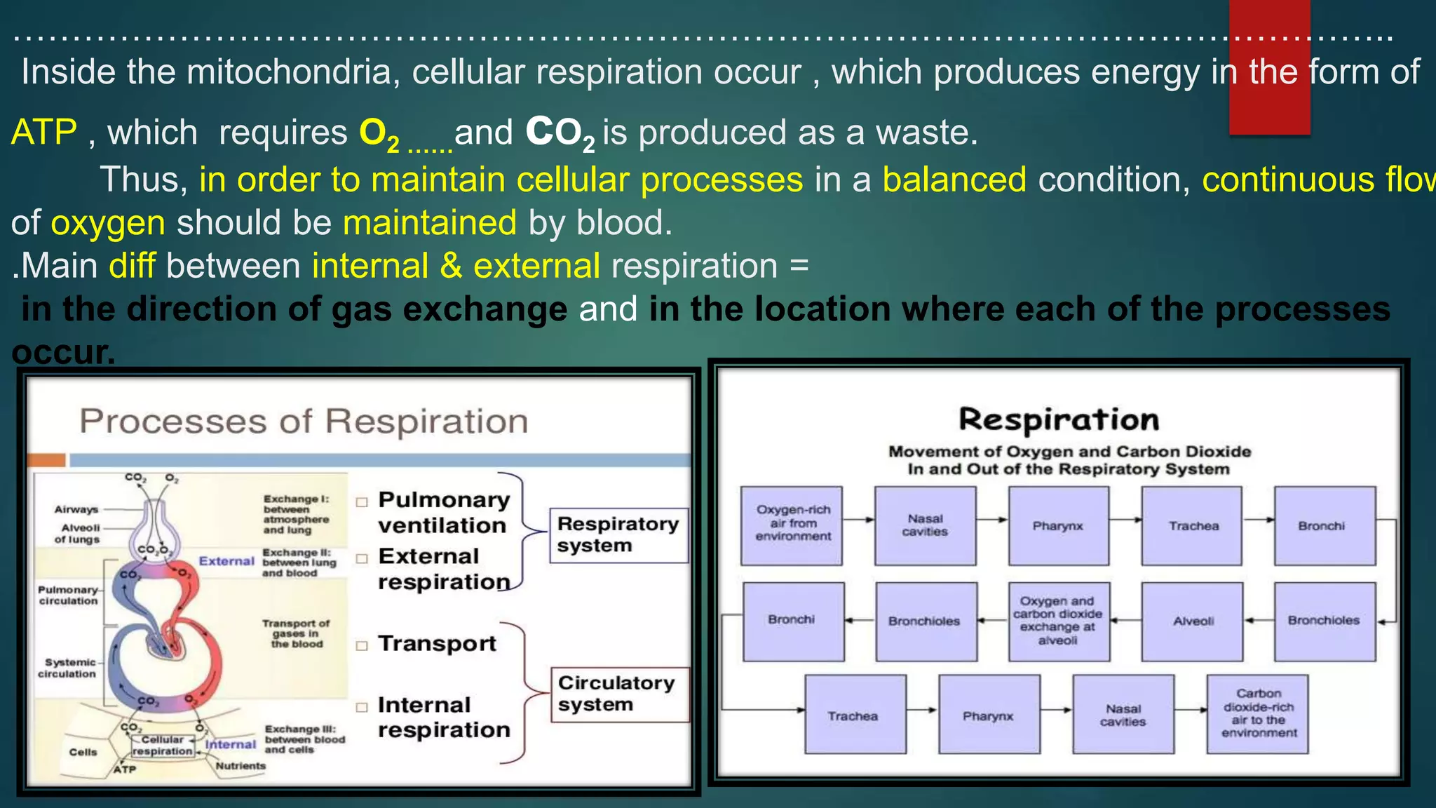 Animal physiology(Respiration) | PPTX