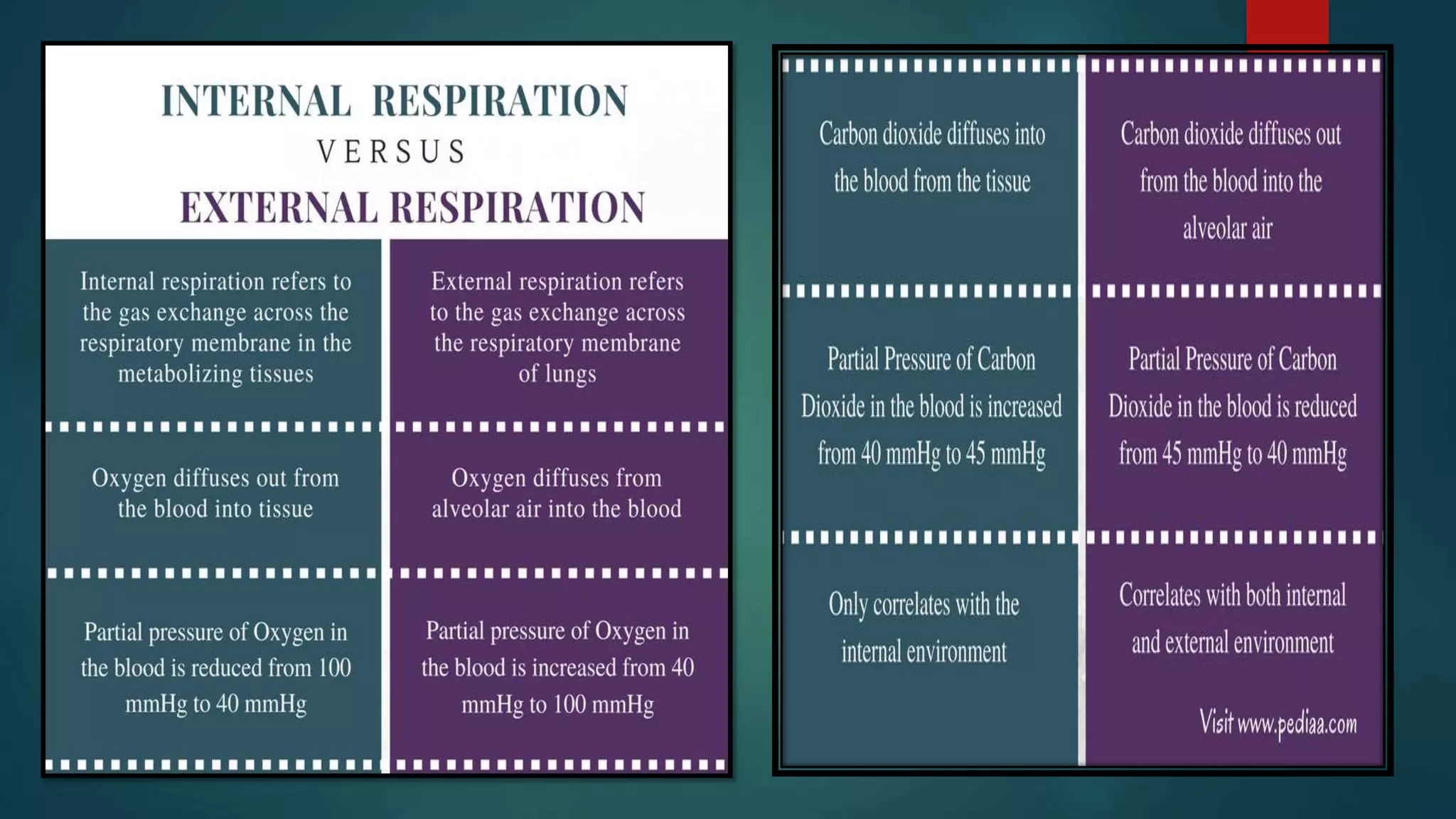 Animal physiology(Respiration) | PPTX