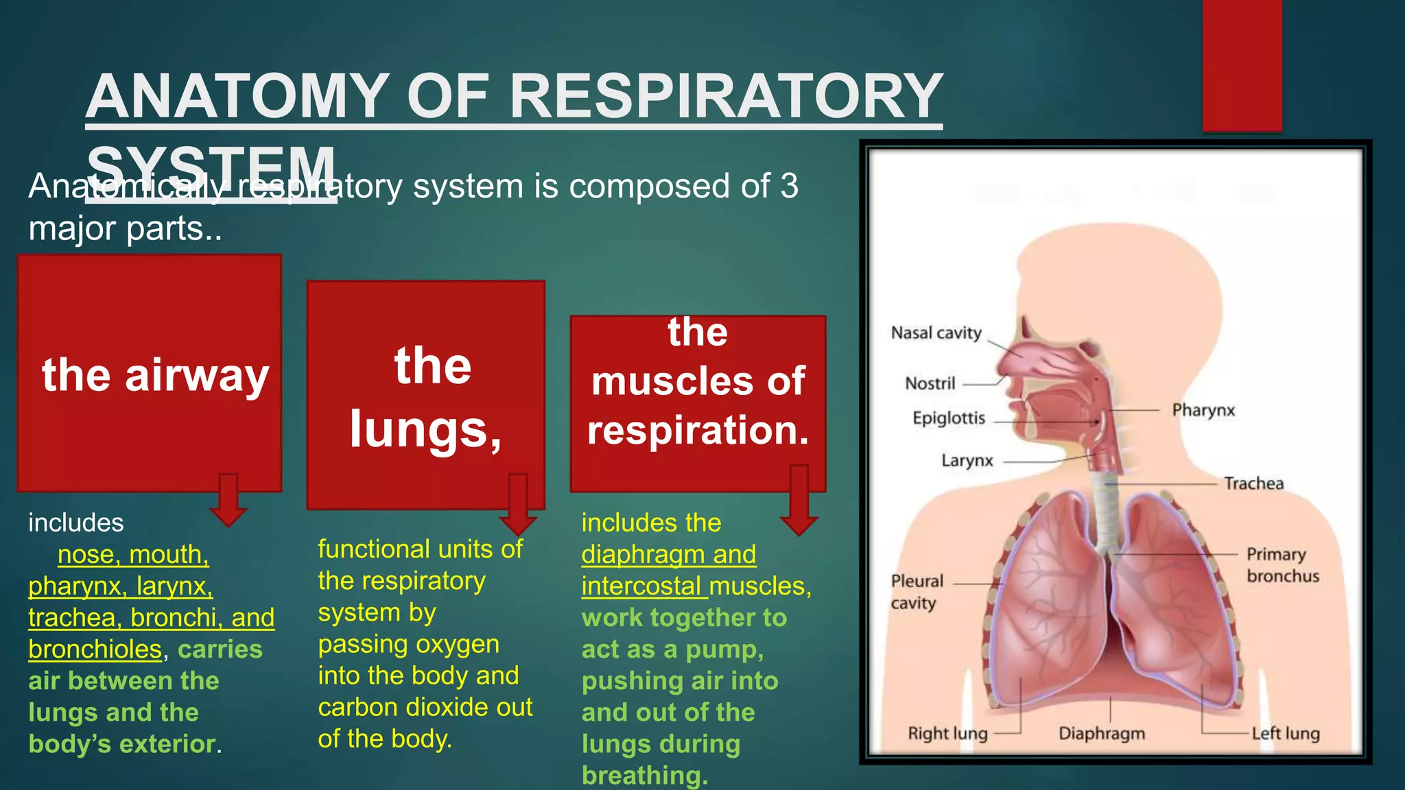 Animal physiology(Respiration) | PPTX