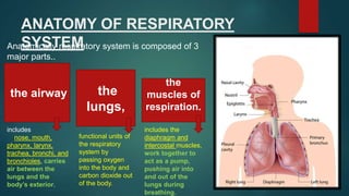 Animal physiology(Respiration) | PPTX