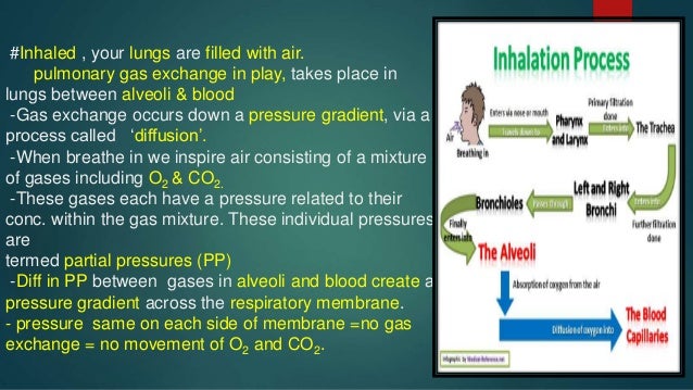 Animal physiology(Respiration)