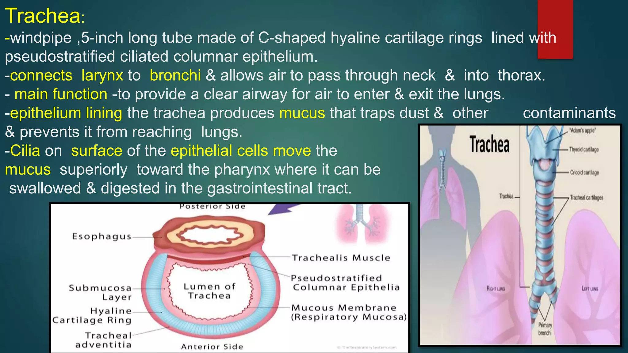 Animal Physiology (Respiration) | PPTX