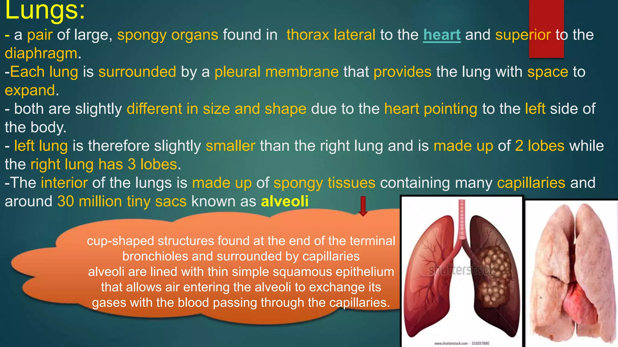 Animal Physiology (Respiration) | PPTX