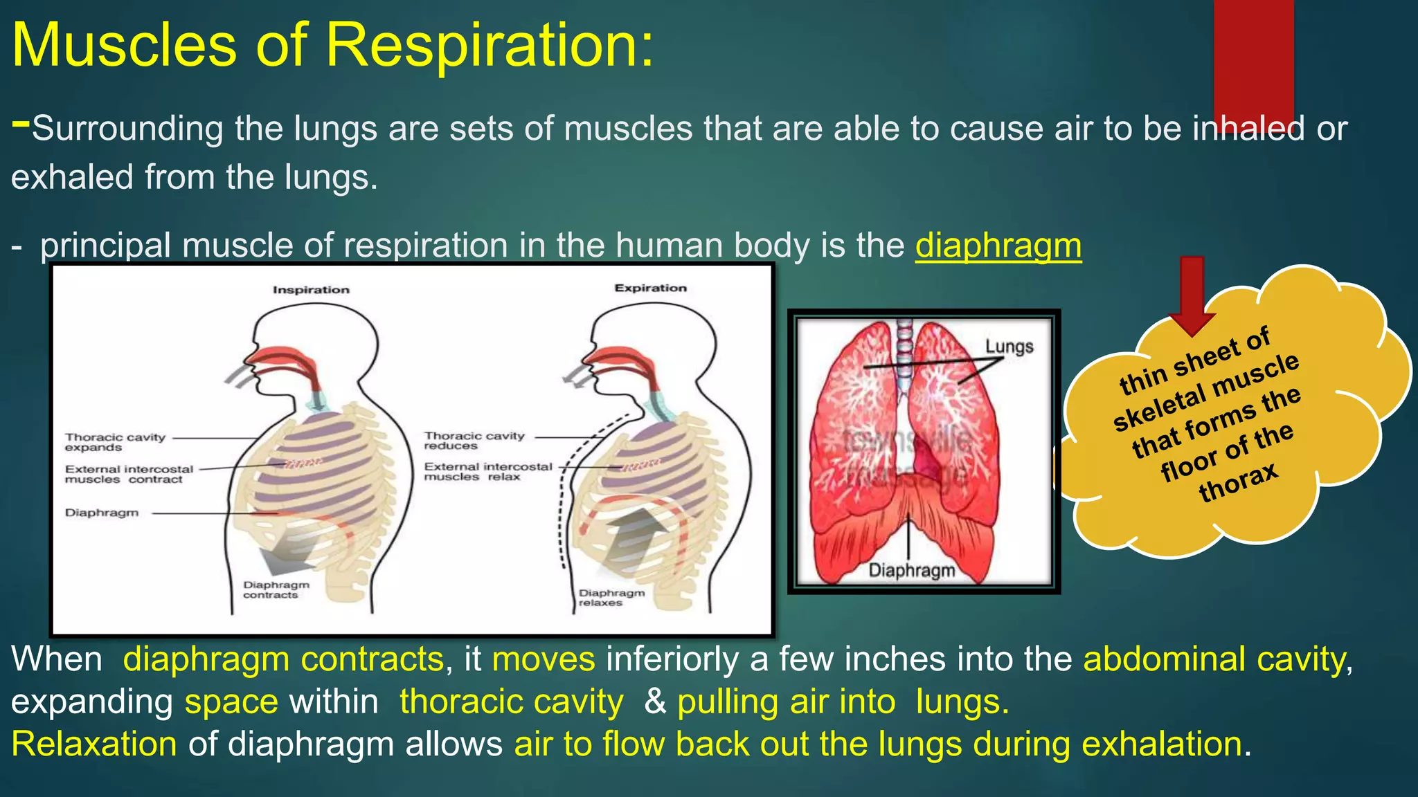 Animal Physiology (Respiration) | PPTX