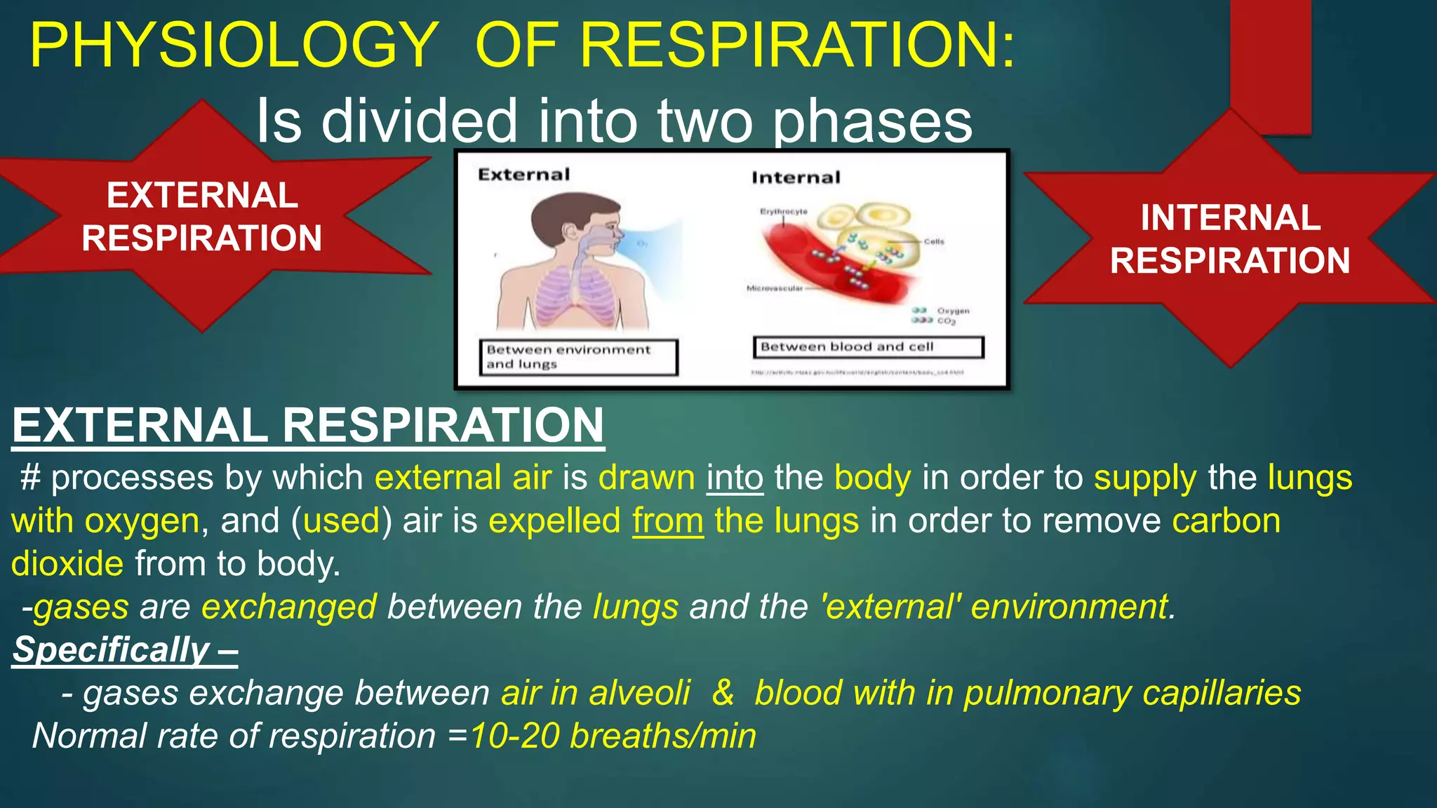 Animal Physiology (Respiration) | PPTX | Ear, Nose and Throat ...