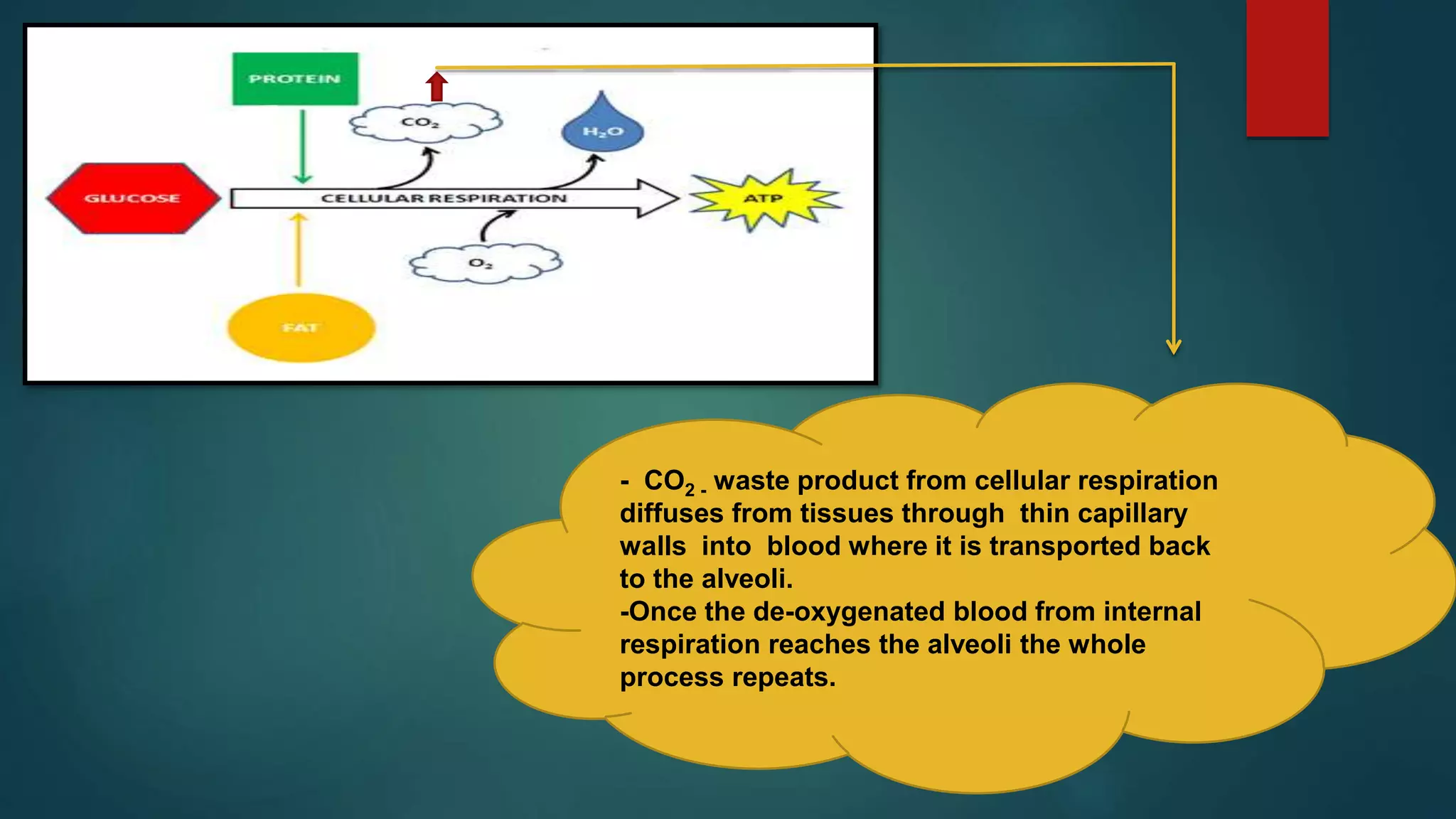 Animal Physiology (Respiration) | PPTX