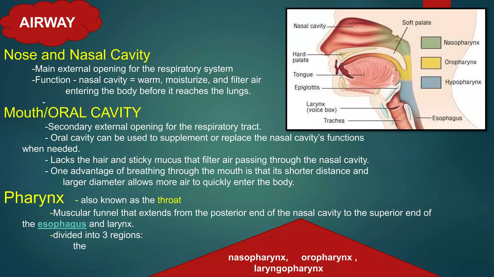 Animal Physiology (Respiration) | PPTX