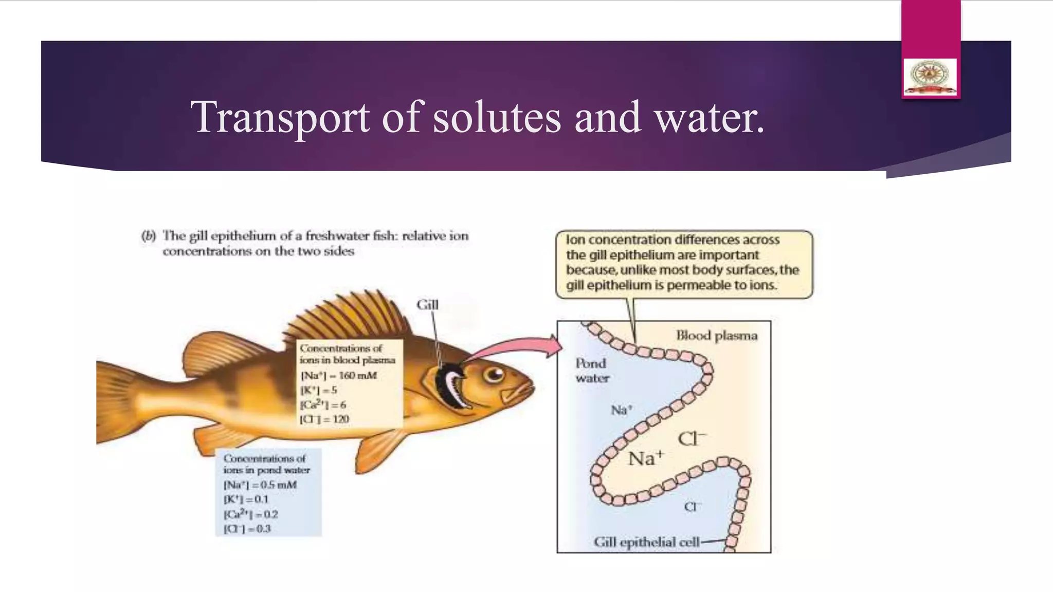 Animal physiology respiration | PPT