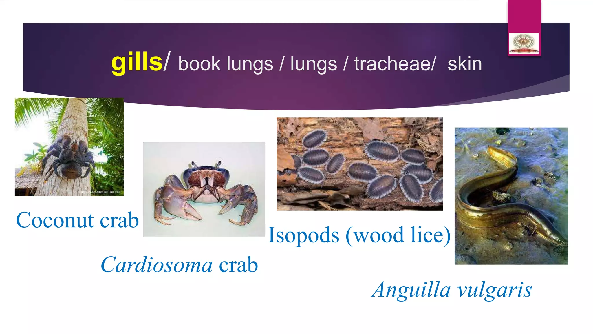 Animal physiology respiration | PPT