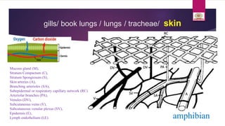 Animal physiology respiration | PPTX