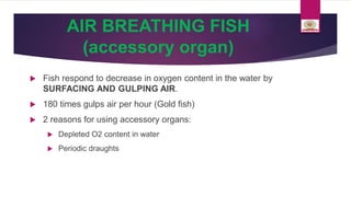 Animal physiology respiration | PPT