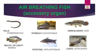 Animal physiology respiration | PPT