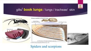 Animal physiology respiration | PPT