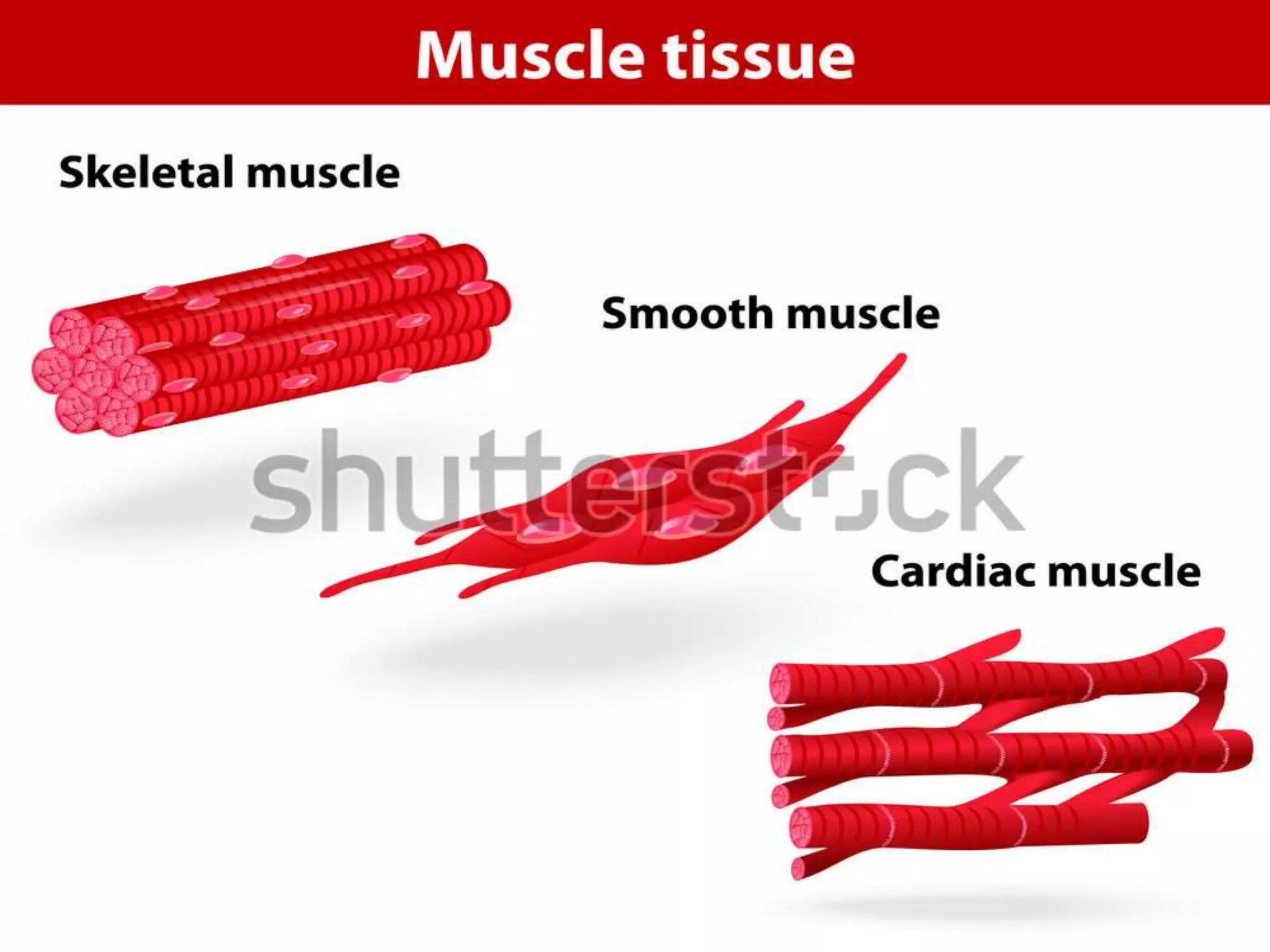 Animal physiology and anatomy muscular system | PPTX