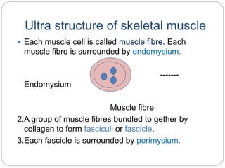 Animal physiology and anatomy muscular system | PPTX