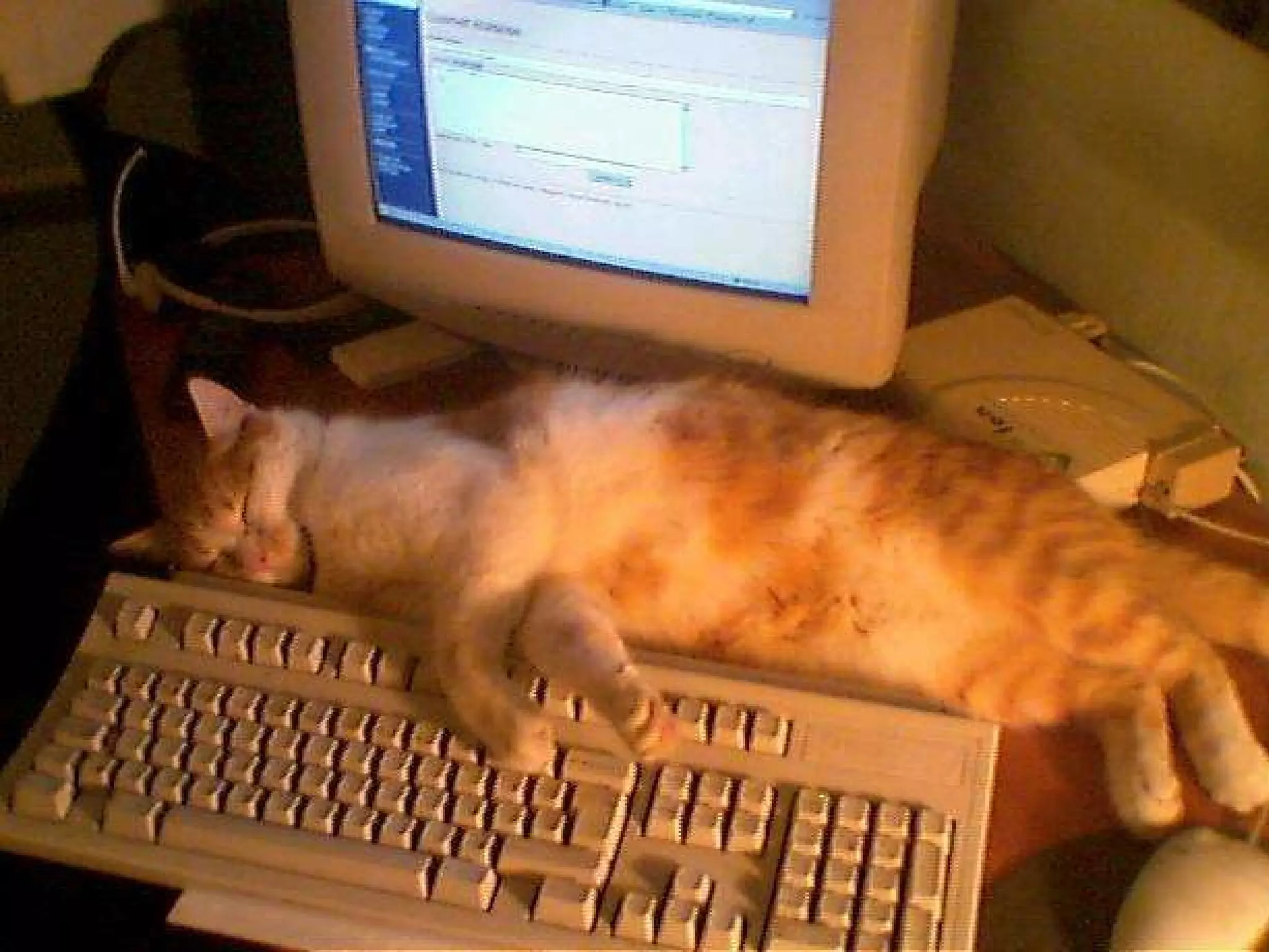 Animal planet ( ildy ) | PPT