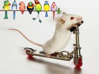 Animal planet ( ildy ) | PPT