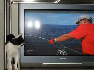 Animal planet ( ildy ) | PPT