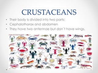 Animal planet | PPTX | Biological Sciences | Science