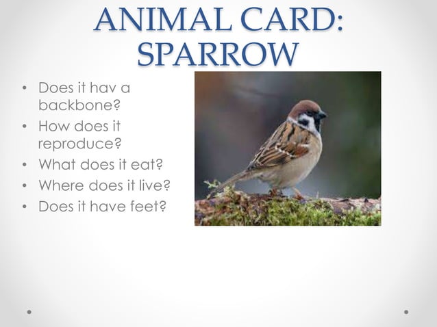 Animal planet | PPTX | Biological Sciences | Science