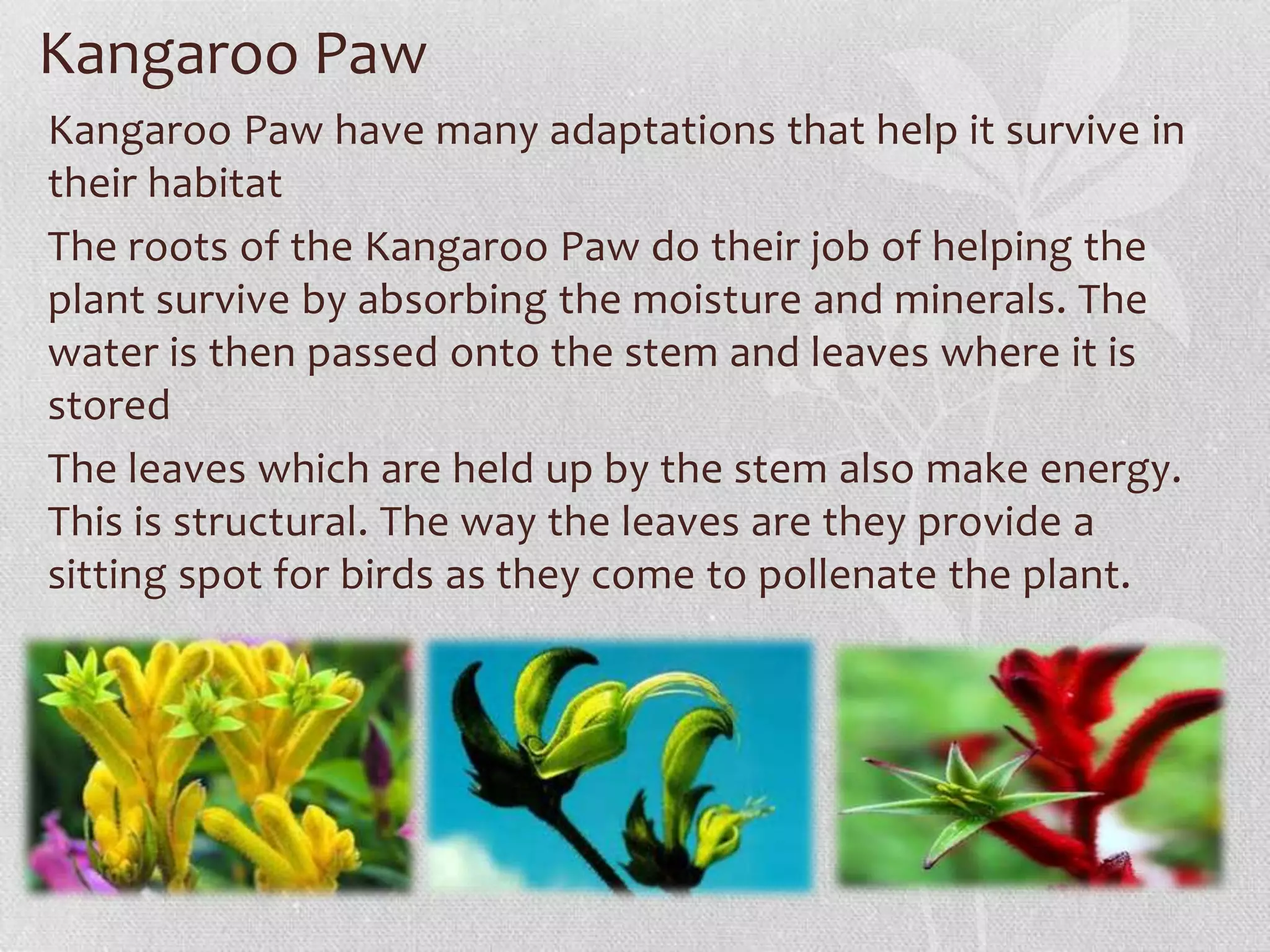 Animal & plant adaptations, Leah | PPTX