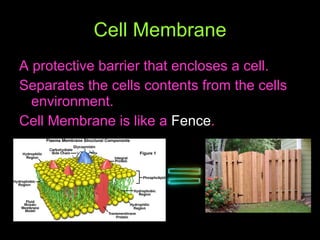Animal/Plant cell | PPT