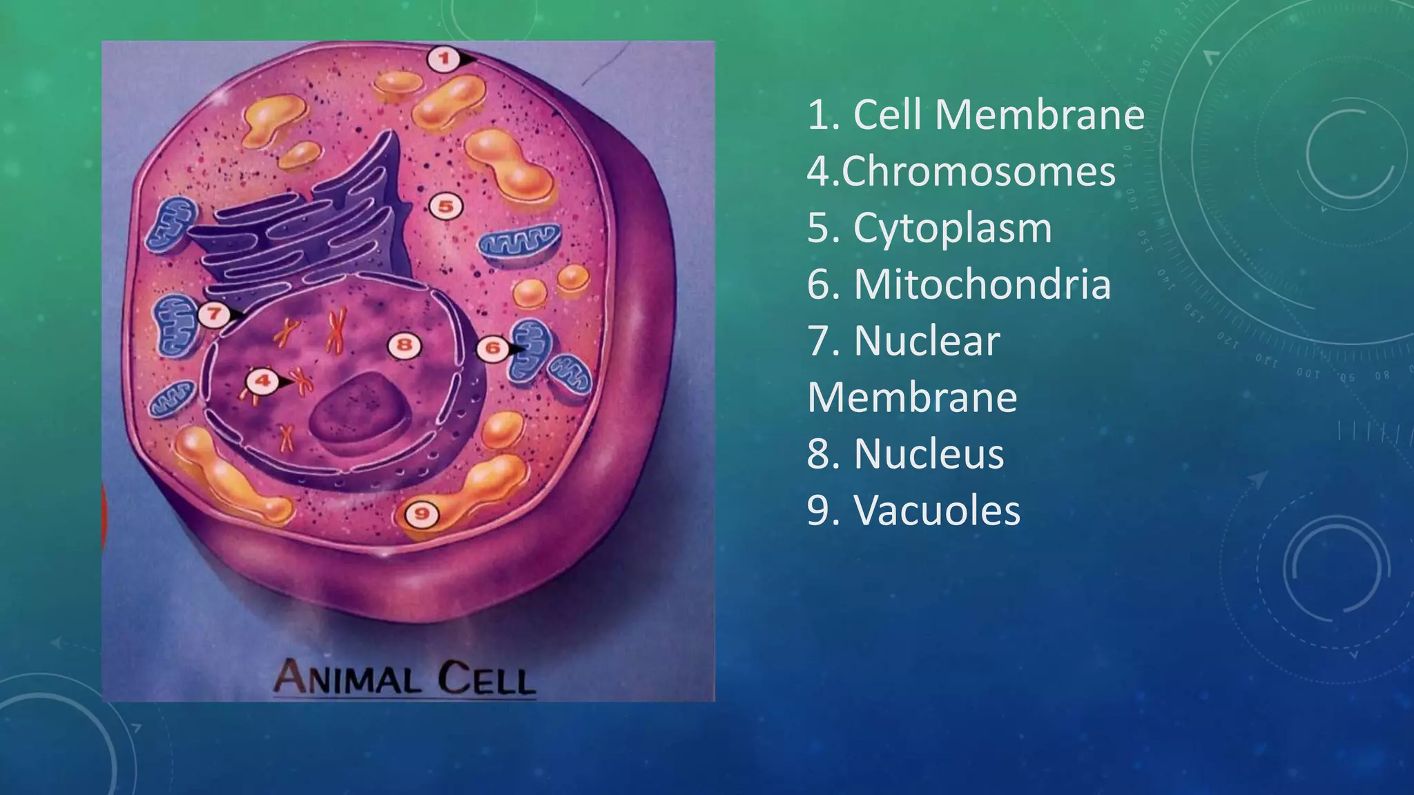 Animal & plant cell | PPT