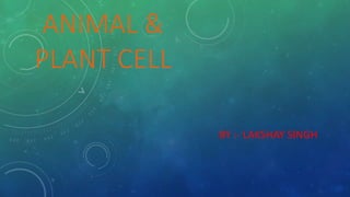 Animal & plant cell | PPT