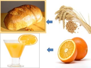 Animal plant origin | PPT