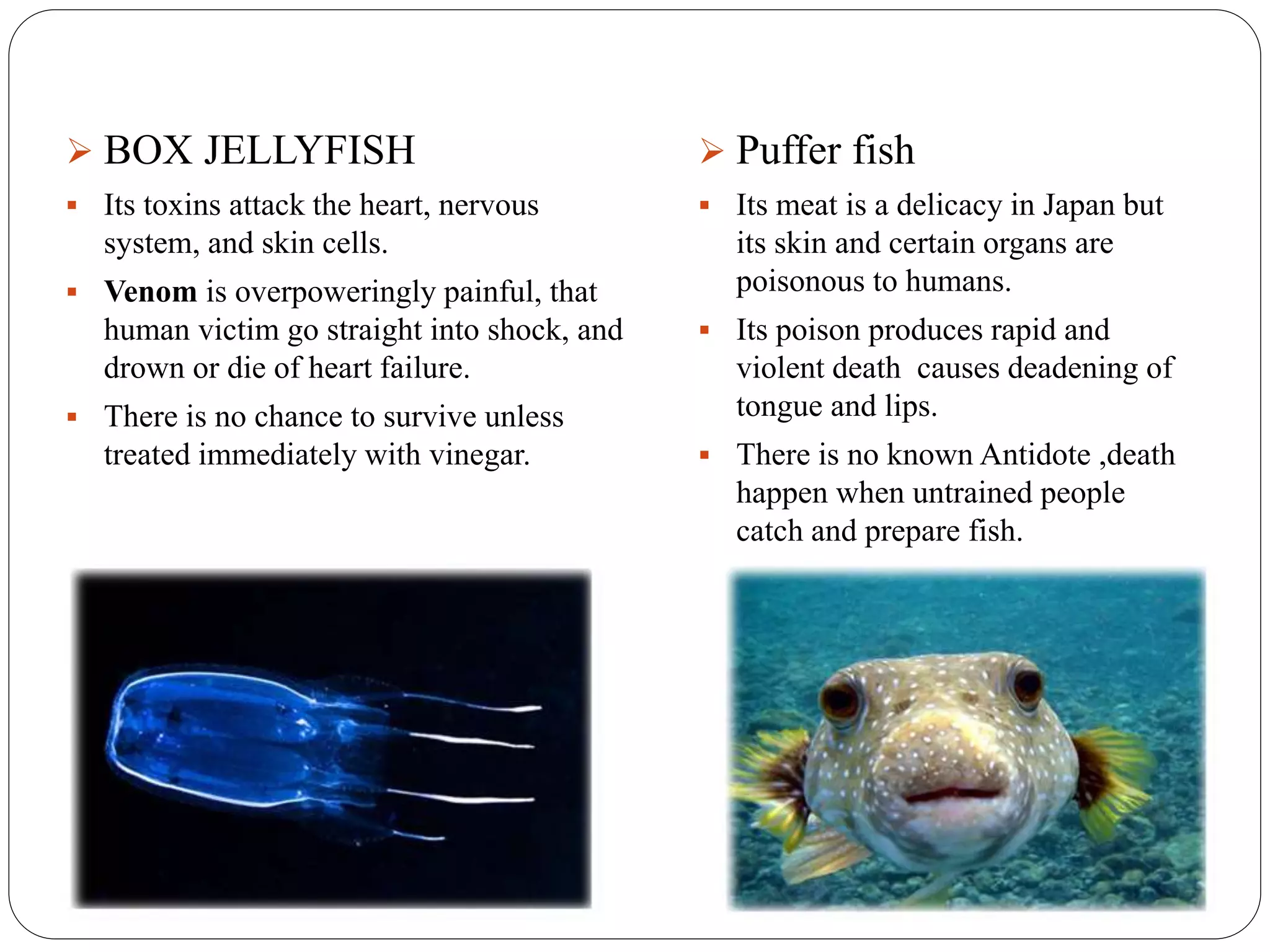 Animal poison | PPTX
