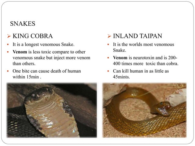 Animal poison | PPTX