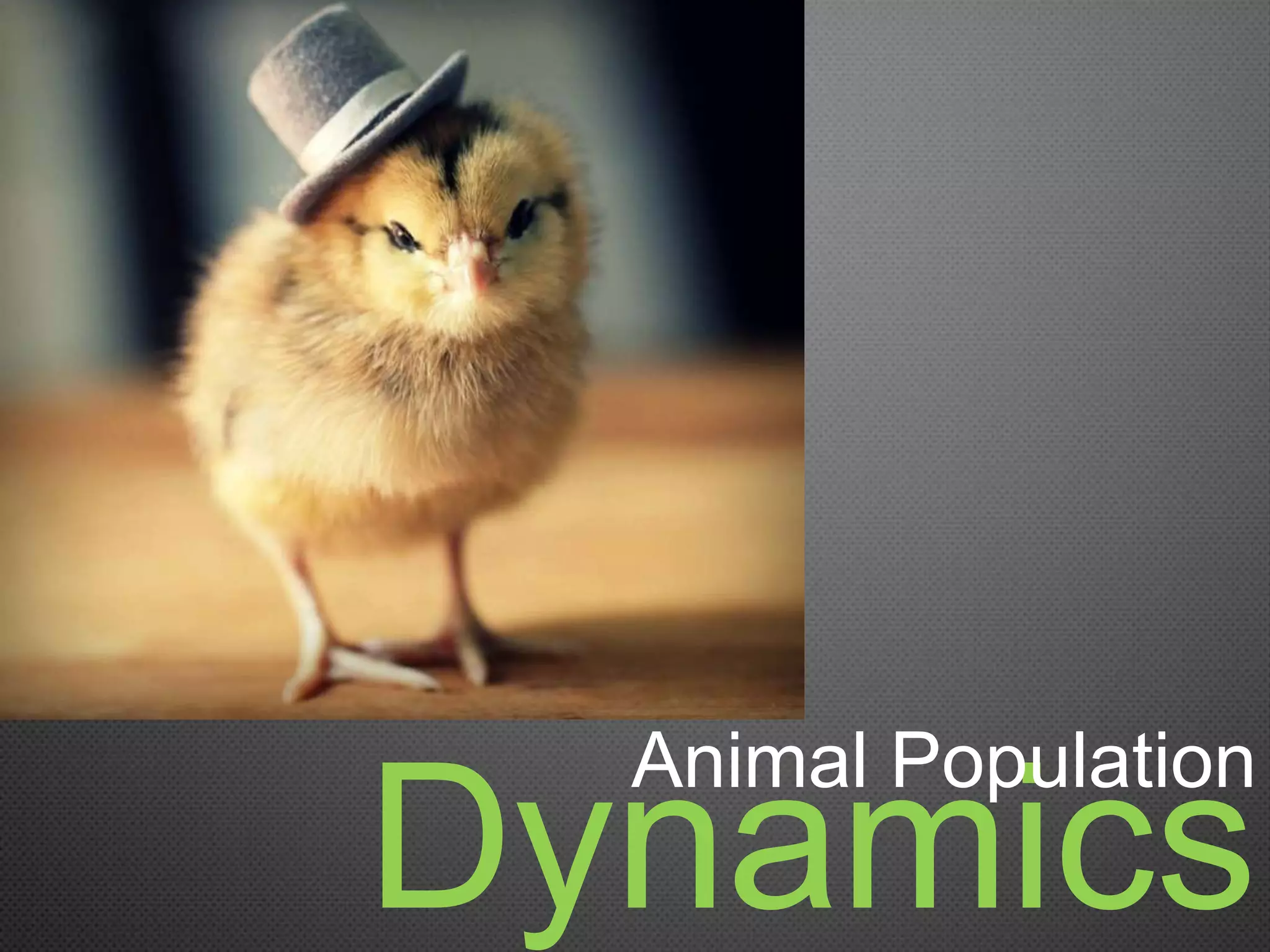 Animal population | PPTX