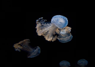 Animal Portfolio | PPT